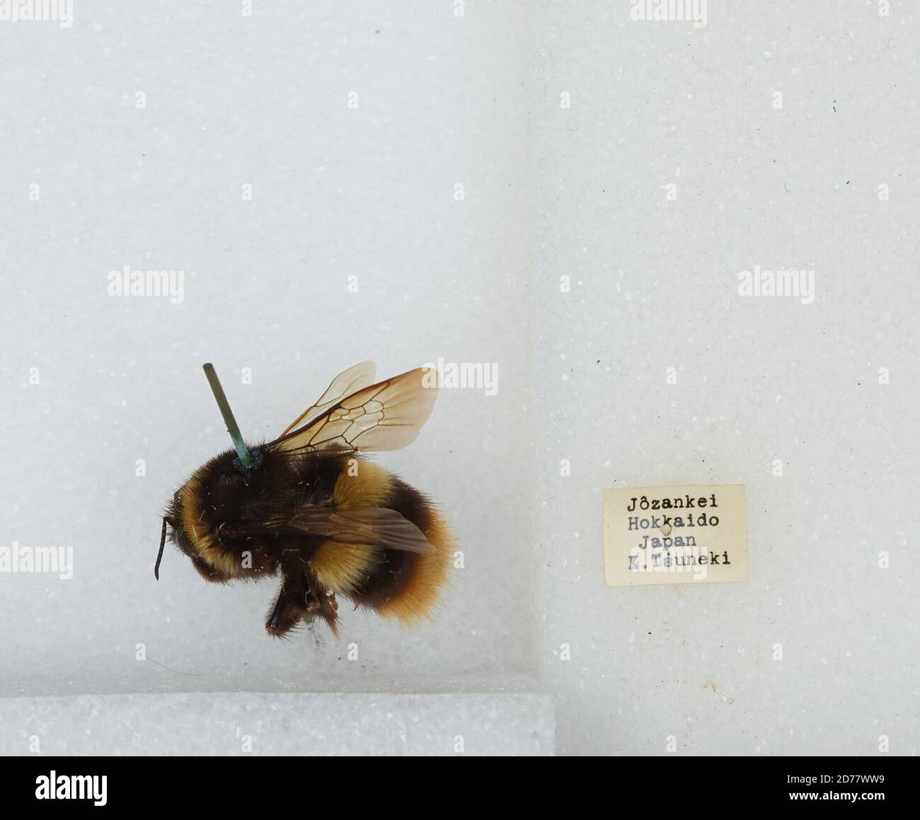 Jozankei, Hokkaido, Japan, Bombus (Bombus) ignitus Smith, Animalia ...