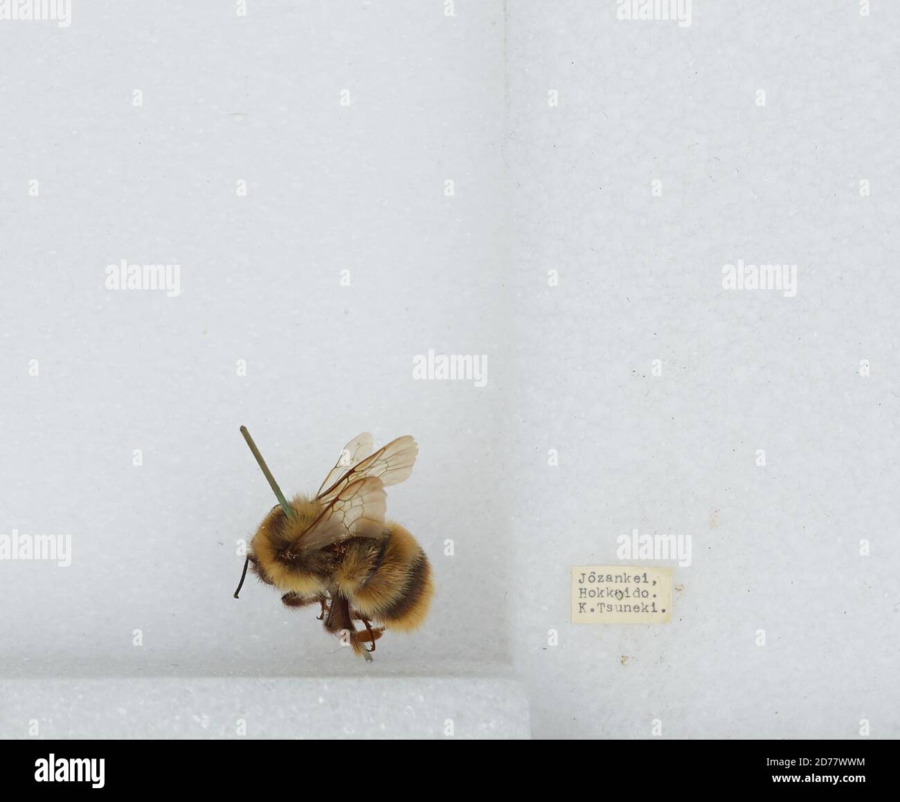 Jozankei, Hokkaido, Japan, Bombus (Bombus) ignitus Smith, Animalia ...