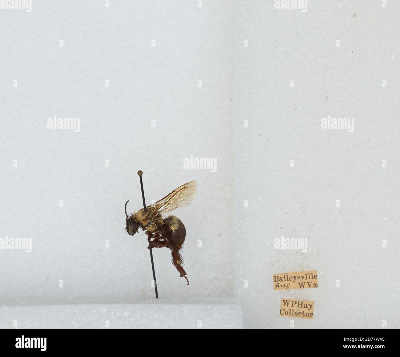 Baileysville, Wyoming, West Virginia, United States, Bombus (Pyrobombus ...