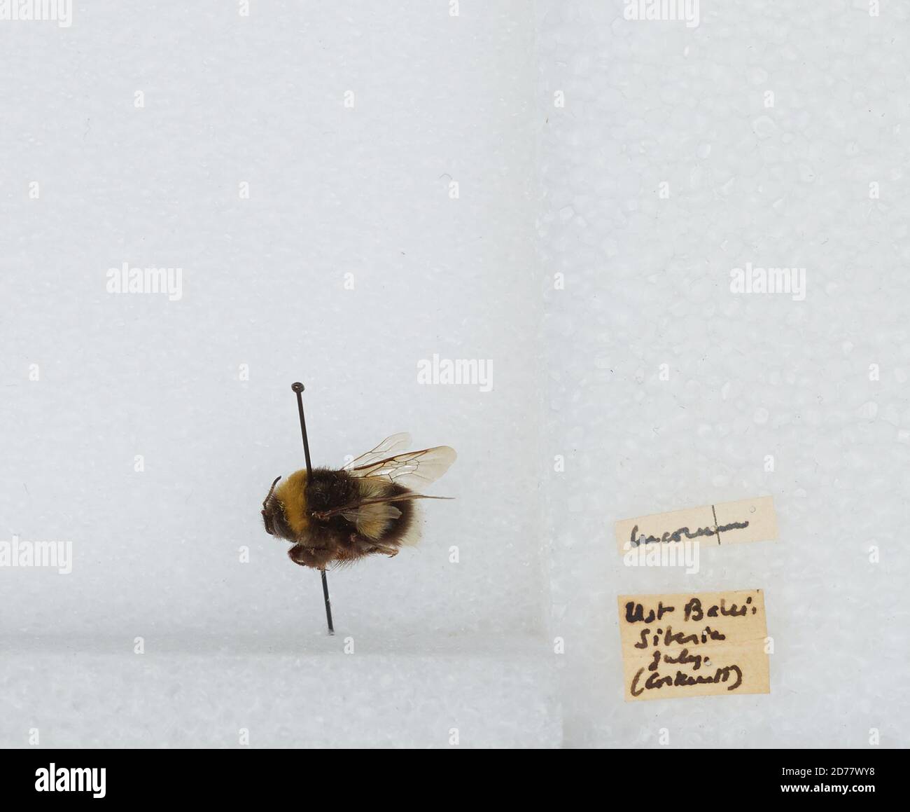 Ust balsi hi-res stock photography and images - Alamy