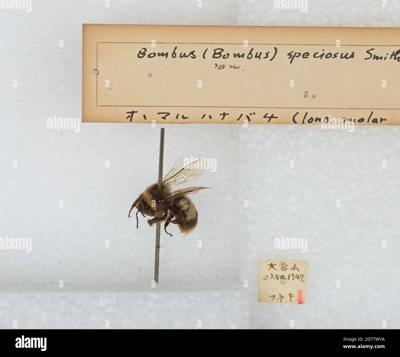 Bombus (Bombus) ignitus Smith, Animalia, Arthropoda, Insecta ...