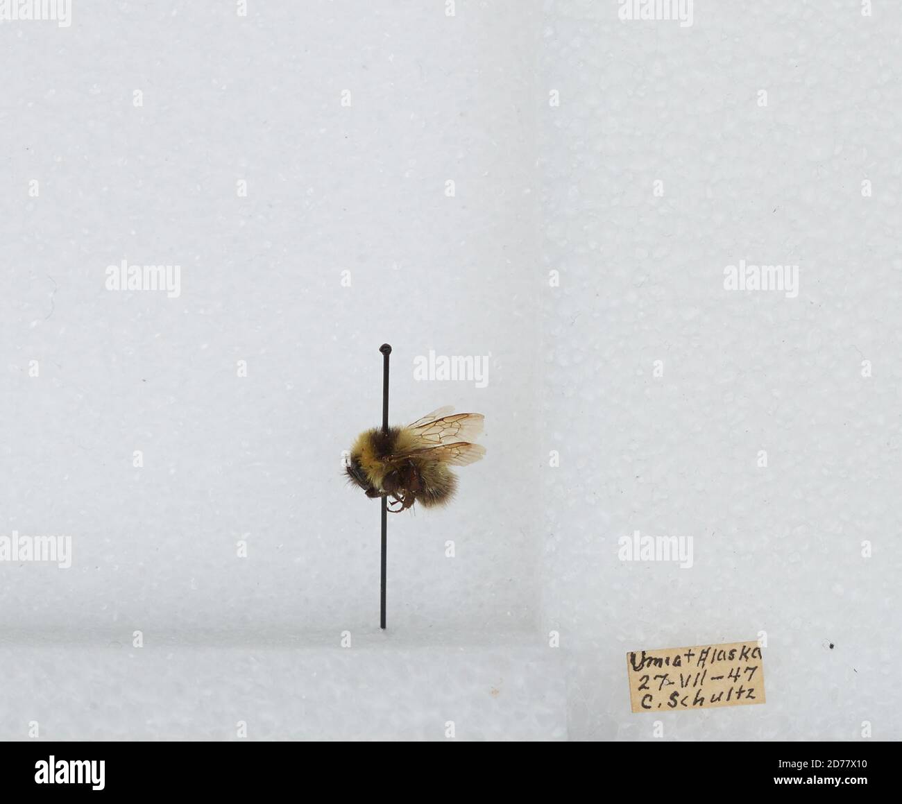 Umiat, North Slope, Alaska, United States, Bombus (Pyrobombus) jonellus ...