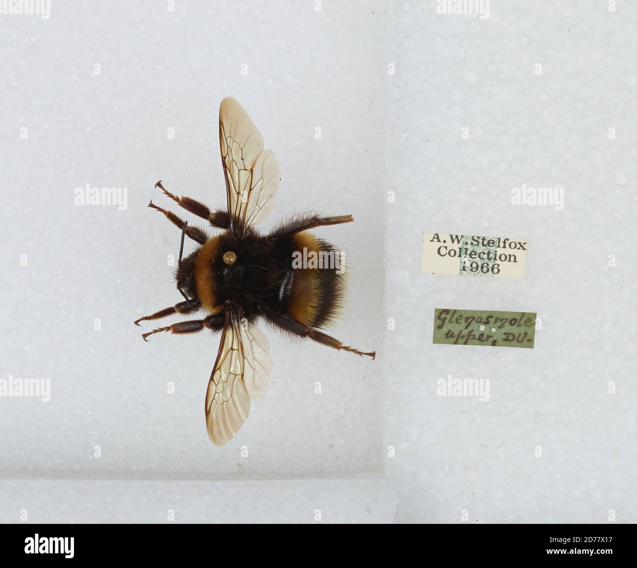 Glenasmole, Upper Dublin, Leinster, Ireland, Bombus (Bombus) lucorum ...