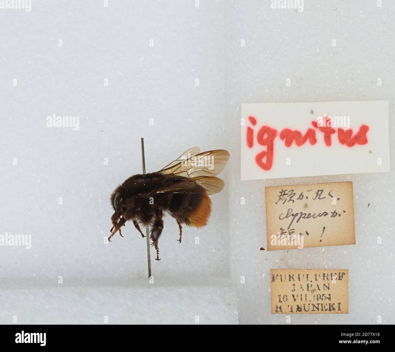 Fukui, Japan, Bombus (Bombus) ignitus Smith, Animalia, Arthropoda, Insecta, Hymenoptera, Apidae ...