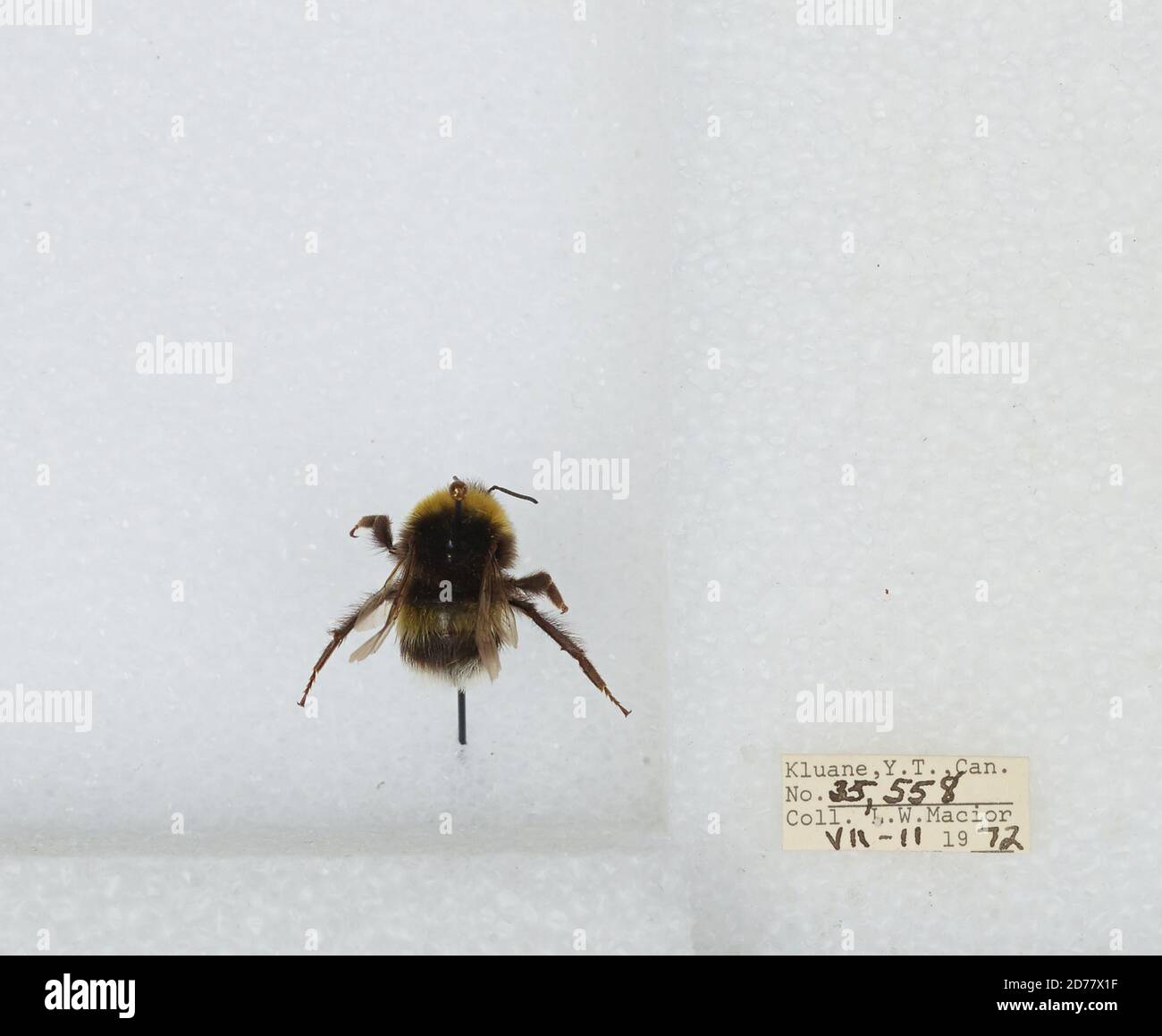 Kluane, Yukon Territory, Canada, Bombus (Bombus) lucorum (Linnaeus ...