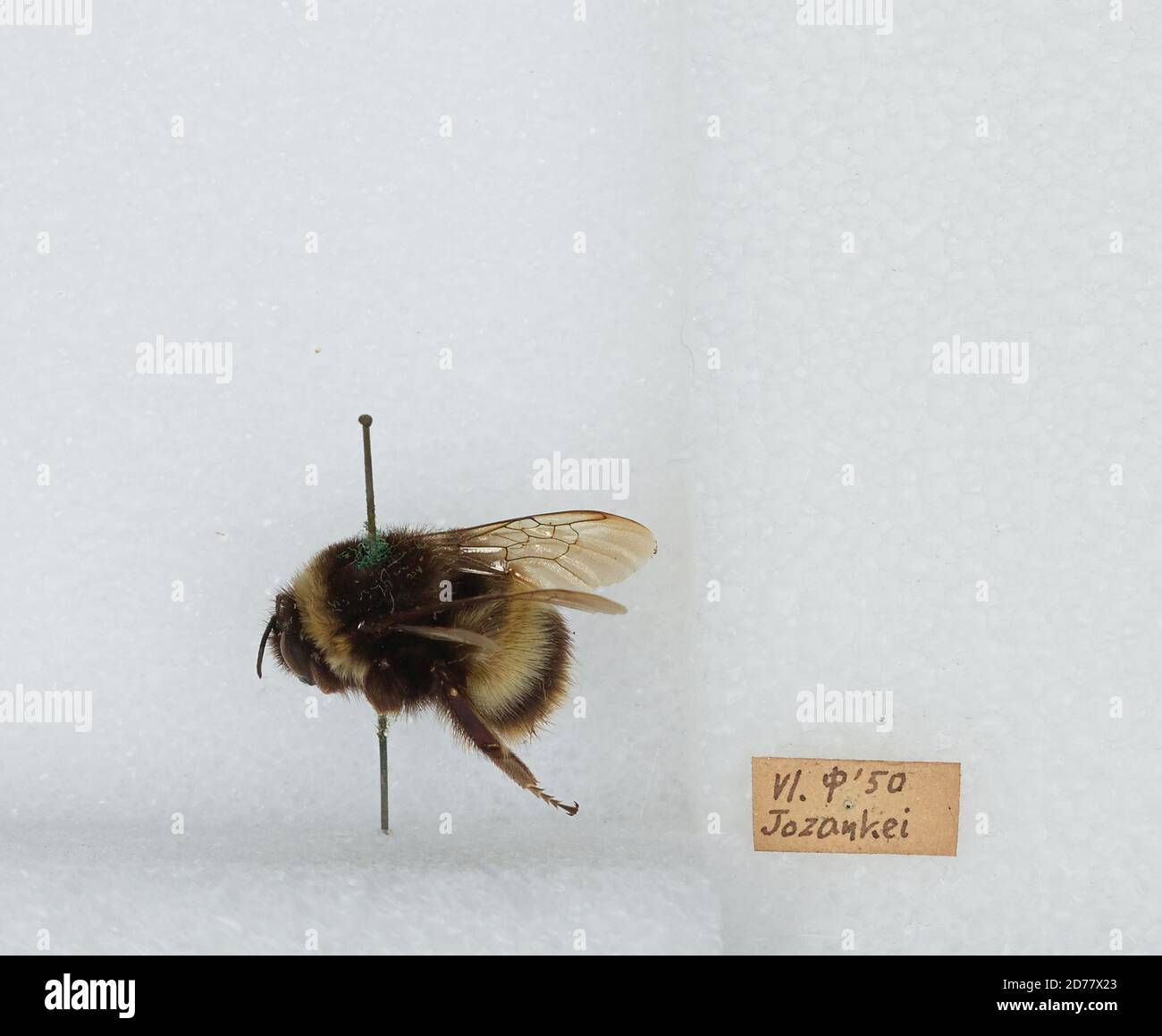 Jozankei, Hokkaido, Japan, Bombus (Bombus) ignitus Smith, Animalia, Arthropoda, Insecta ...