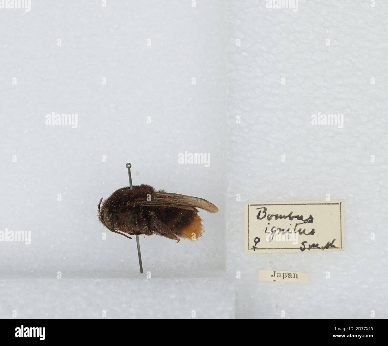 Japan, Bombus (Bombus) ignitus Smith, Animalia, Arthropoda, Insecta, Hymenoptera, Apidae, Apinae ...
