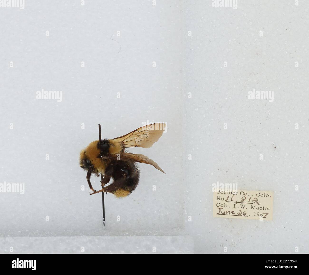 Boulder, Colorado, United States, Bombus (Psithyrus) insularis (Smith ...
