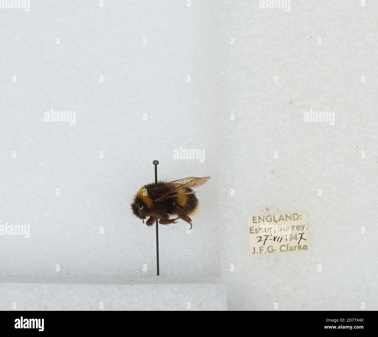 Esher, Surrey, England, United Kingdom, Bombus (Bombus) lucorum ...
