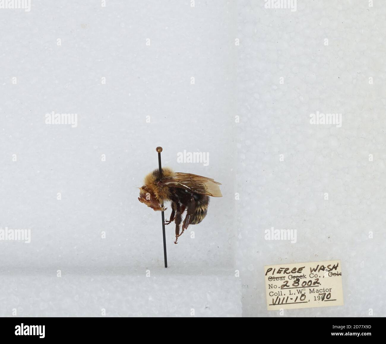 Pierce, Washington, United States, Bombus (Psithyrus) insularis (Smith ...