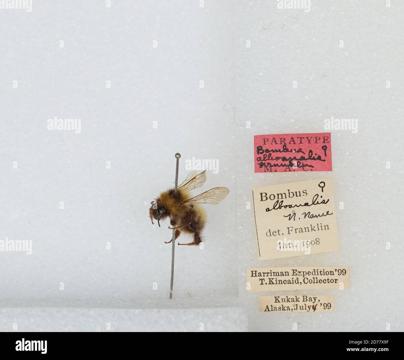 Kukak Bay, Kodiak Island, Alaska, United States, Bombus (Pyrobombus ...