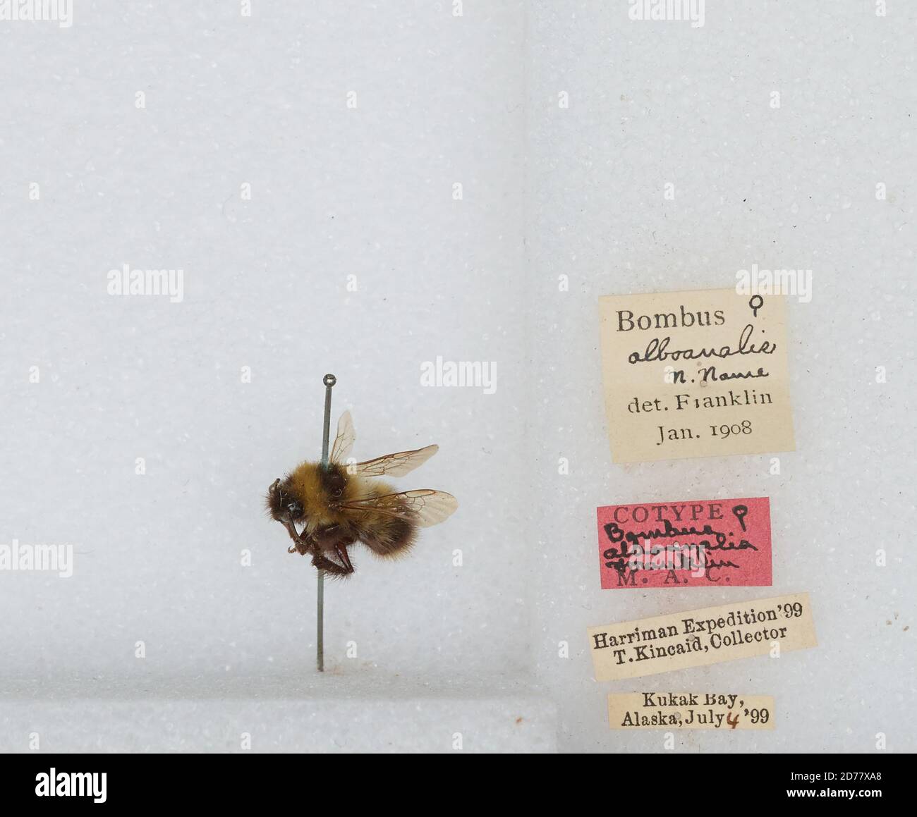 Kukak Bay, Kodiak Island, Alaska, United States, Bombus (Pyrobombus ...