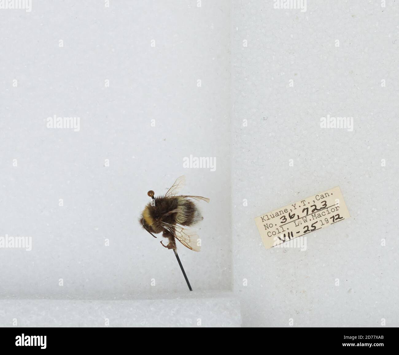 Kluane, Yukon Territory, Canada, Bombus (Bombus) lucorum (Linnaeus ...