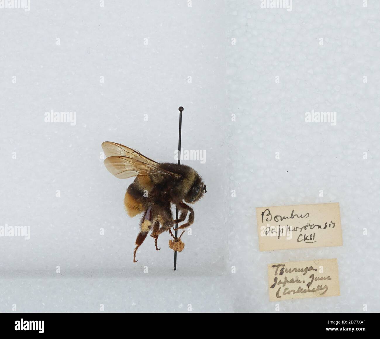 Tsuruga, Fukui, Japan, Bombus hypocrita Pérez, 1905, Animalia ...