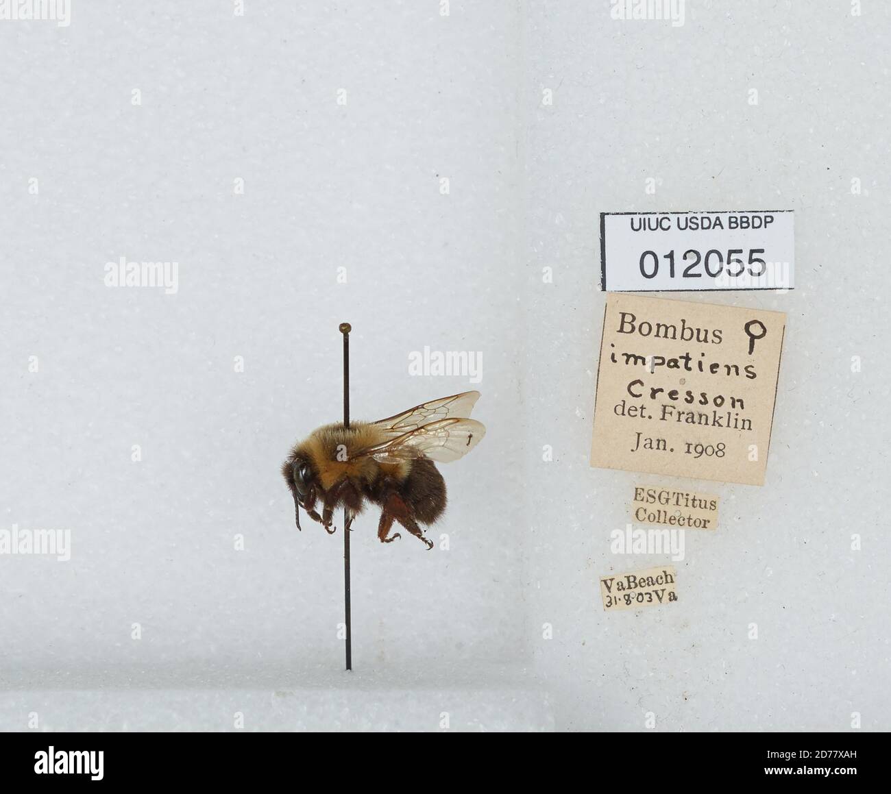 Virginia Beach, Virginia, United States, Bombus (Pyrobombus) impatiens ...