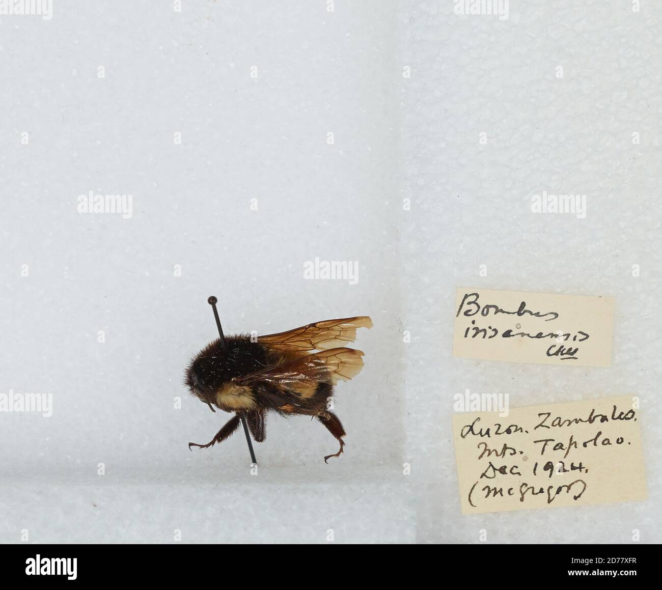 Mt. Tapulao, Bataan, Central Luzon, Philippines, Bombus (Senexibombus ...