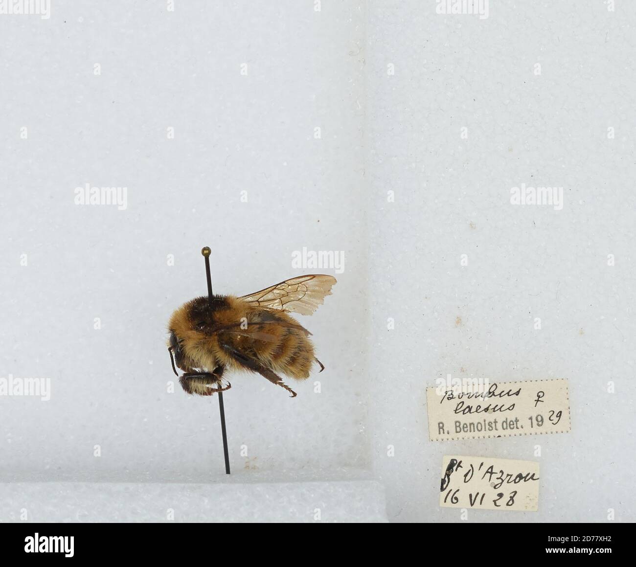 D'Azrou, Morocco, Bombus (Laesobombus) laesus Morawitz, Animalia ...