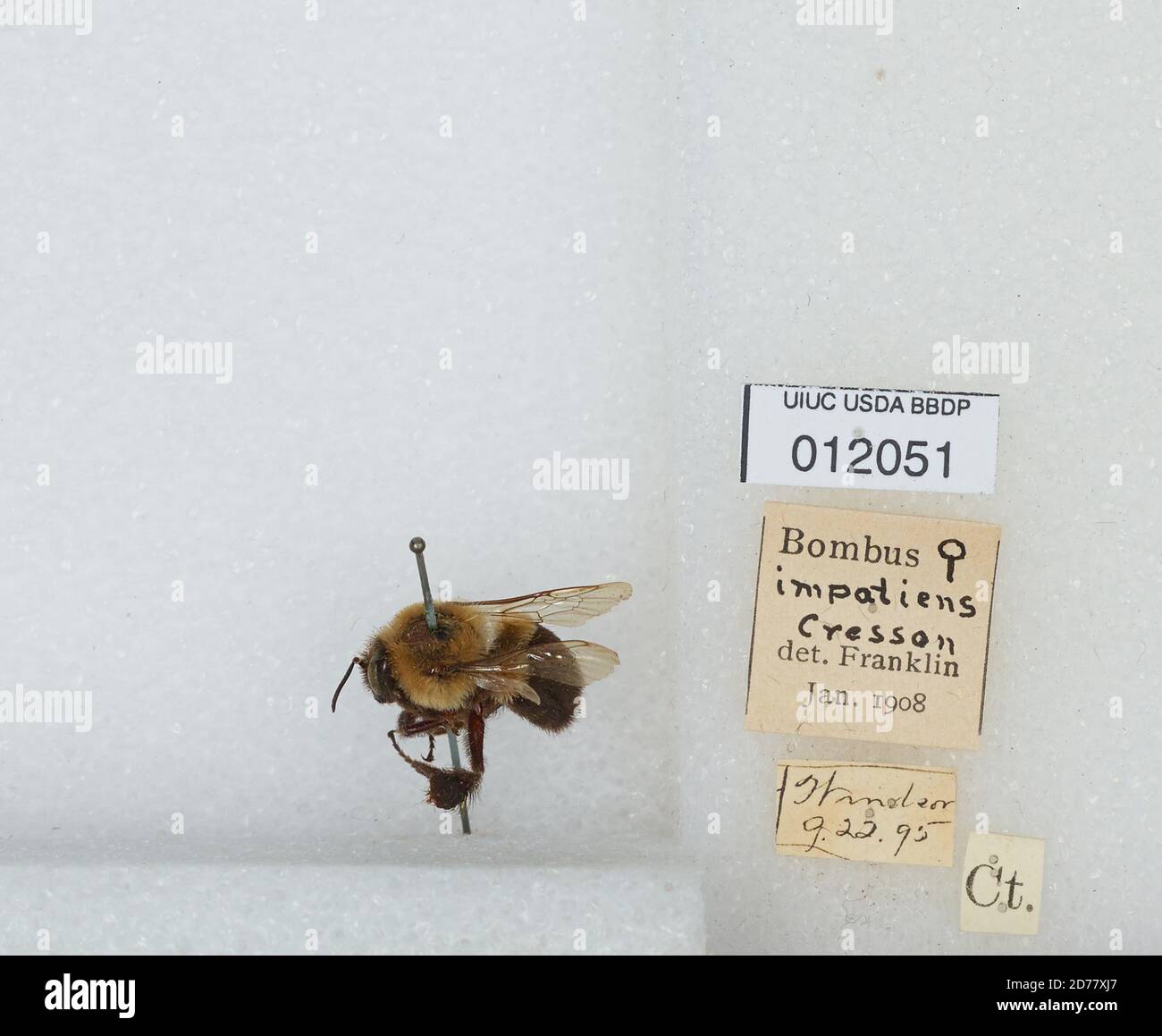 Connecticut, United States, Bombus (Pyrobombus) impatiens Cresson, 1863 ...