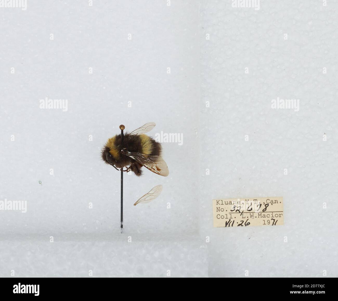 Kluane, Yukon Territory, Canada, Bombus (Bombus) lucorum (Linnaeus ...