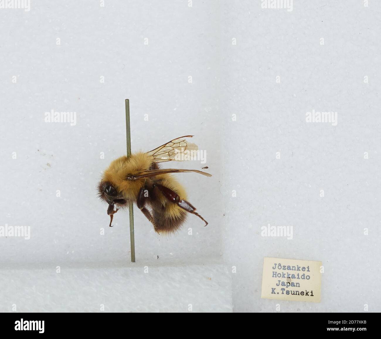 Jozankei, Hokkaido, Japan, Bombus (Pyrobombus) hypnorum callidus Erichson, Animalia, Arthropoda ...