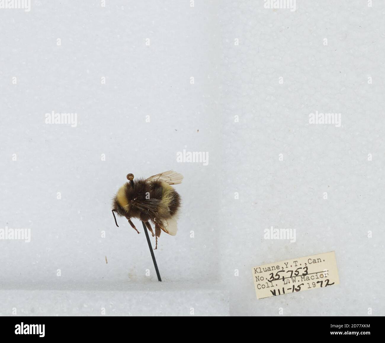 Kluane, Yukon Territory, Canada, Bombus (Bombus) lucorum (Linnaeus ...
