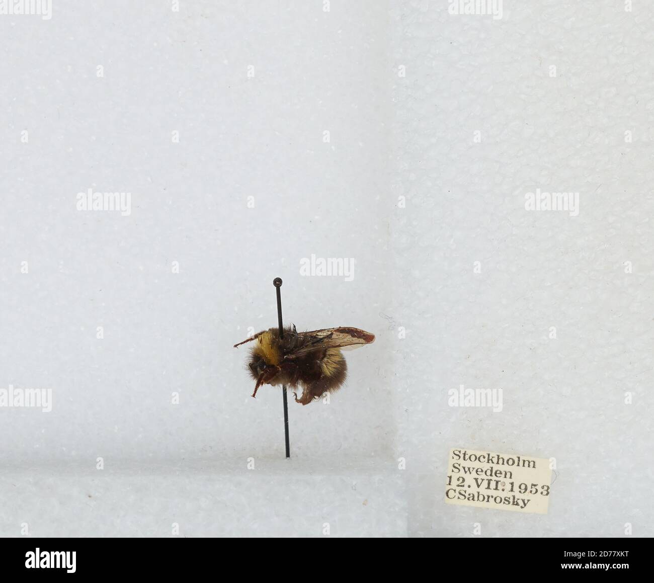 Stockholm, Sweden, Bombus (Bombus) lucorum (Linnaeus), Animalia ...
