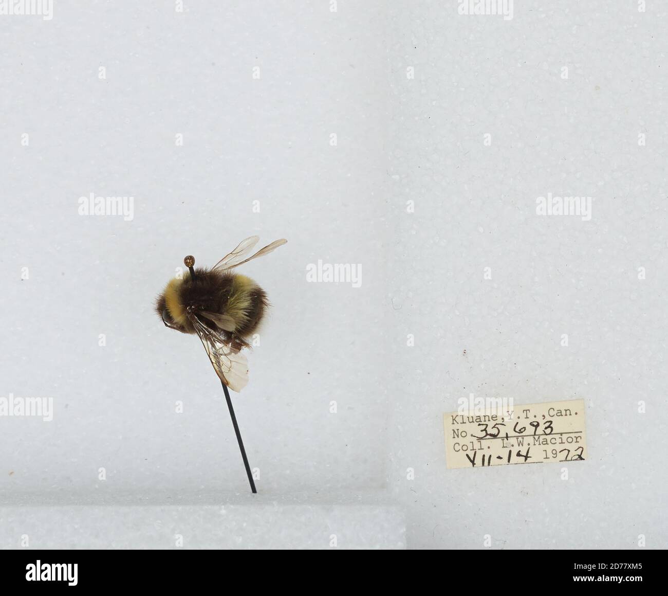 Kluane, Yukon Territory, Canada, Bombus (Bombus) lucorum (Linnaeus ...