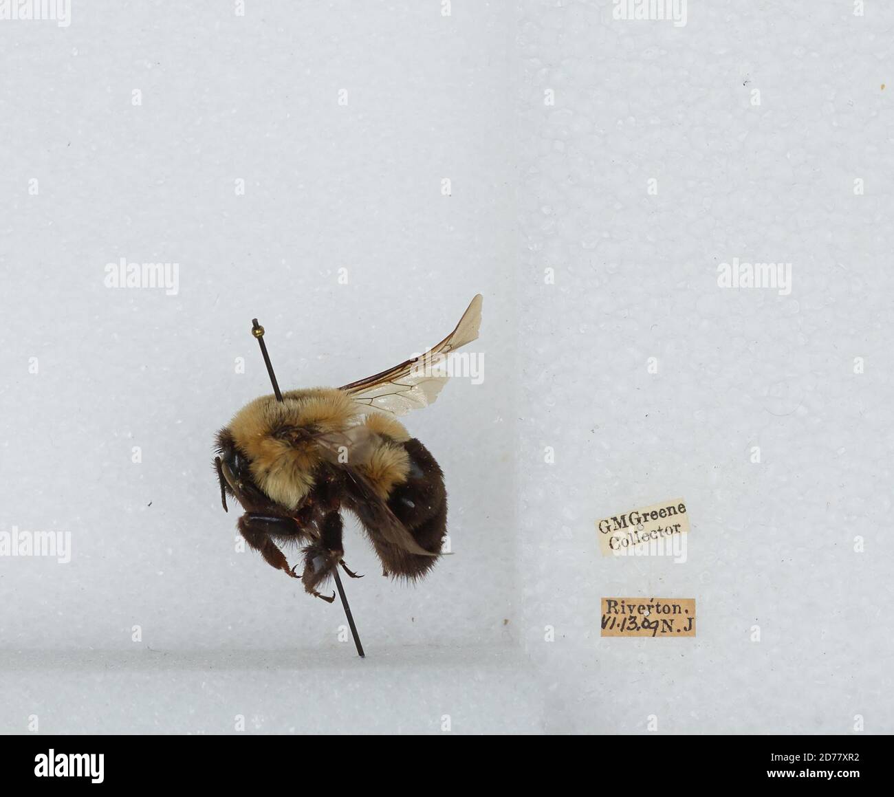 Riverton, Burlington, New Jersey, United States, Bombus (Pyrobombus ...