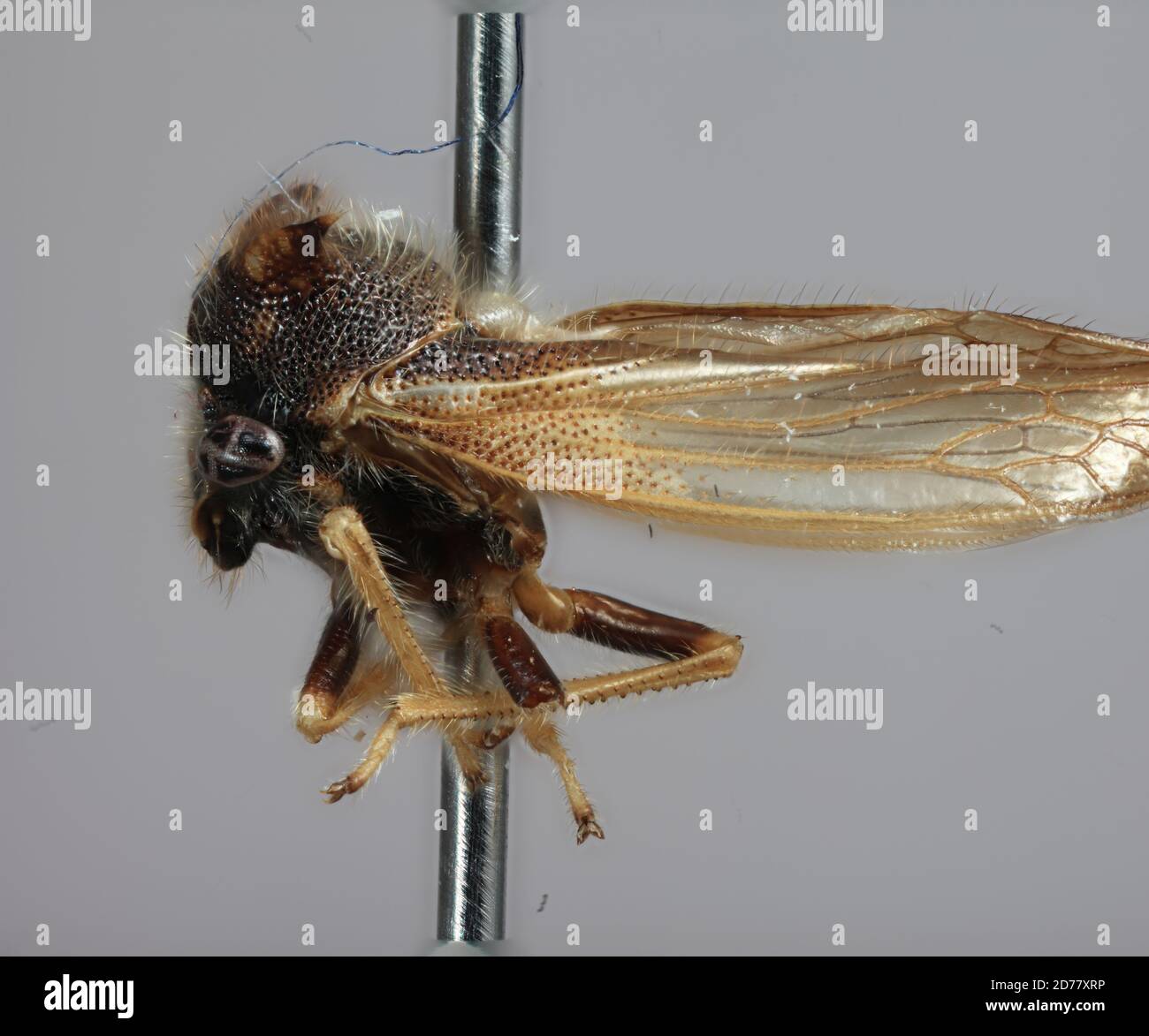 Tolania hispida albertson hi-res stock photography and images - Alamy