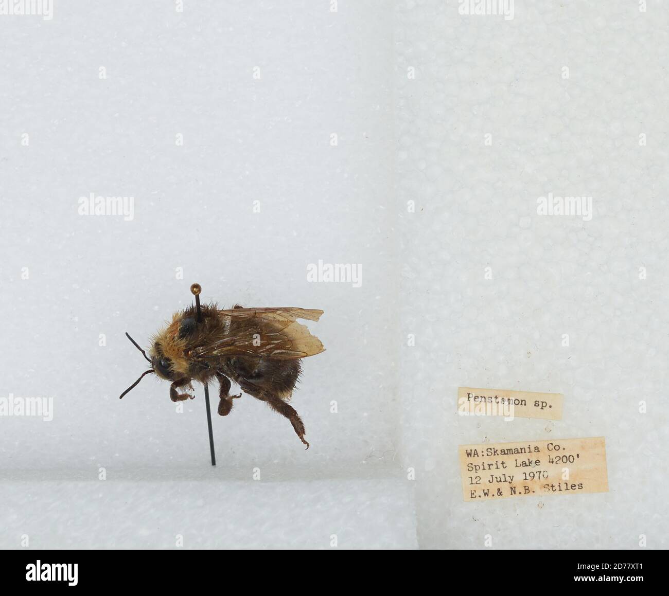 Spirit Lake, Skamania, Washington, United States, Bombus (Psithyrus ...