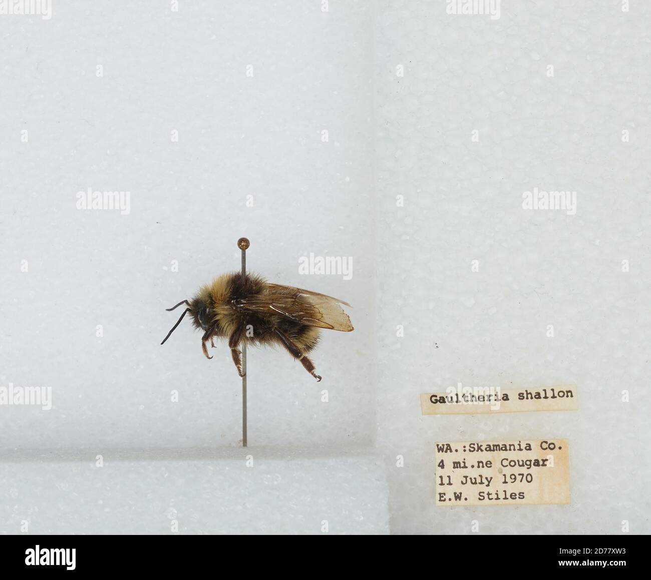 4 miles northeast of Cougar, Skamania, Washington, United States ...