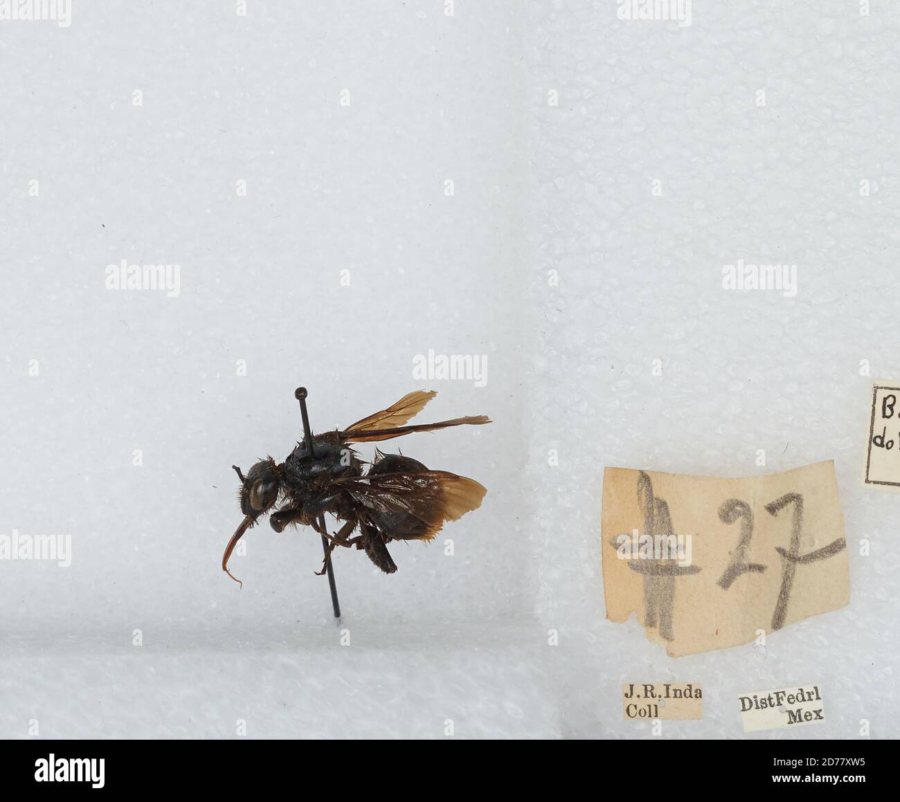 Distrito Federal, Mexico, Bombus (Mendacibombus) defector Skorikov ...