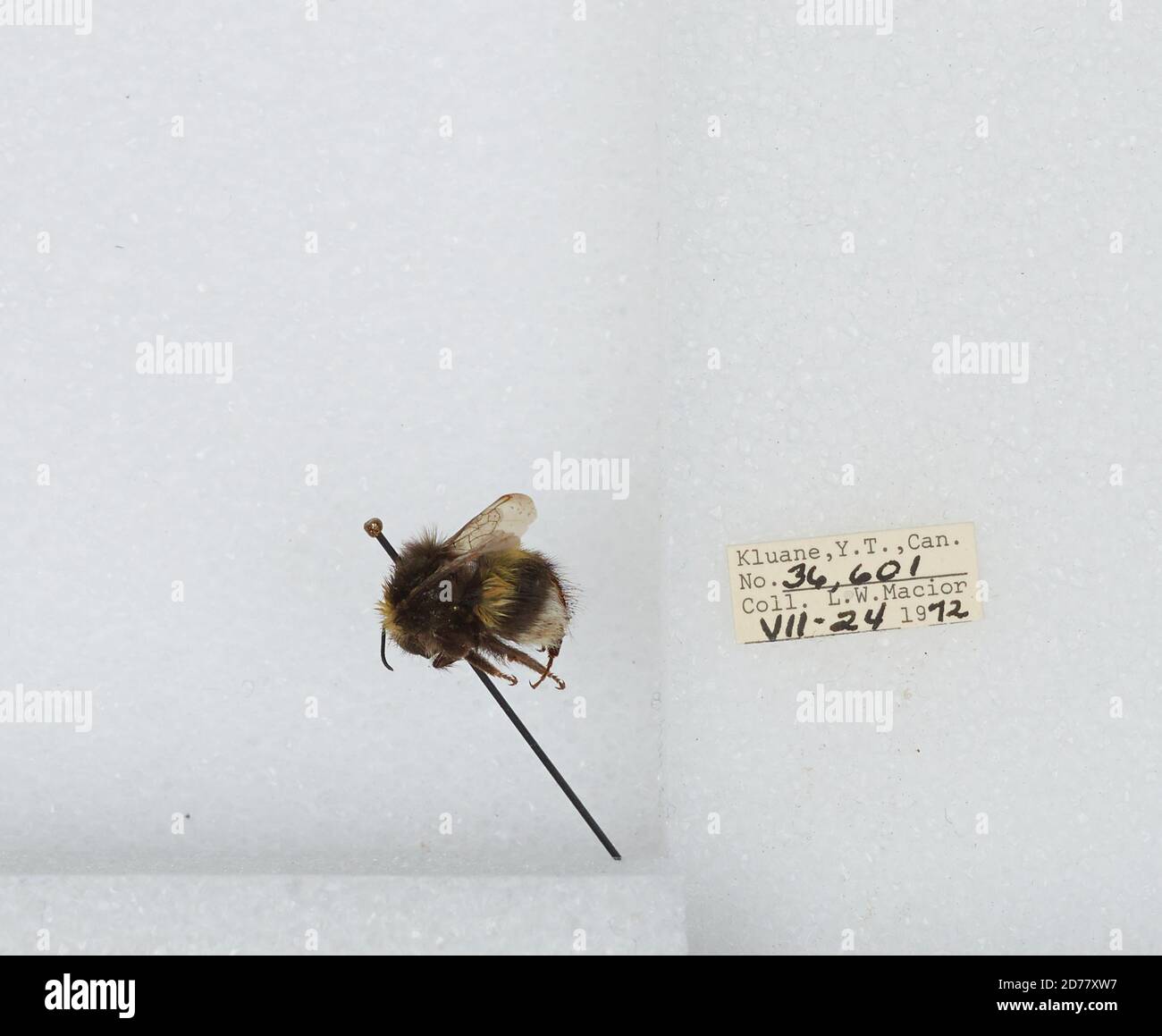 Kluane, Yukon Territory, Canada, Bombus (Bombus) lucorum (Linnaeus ...