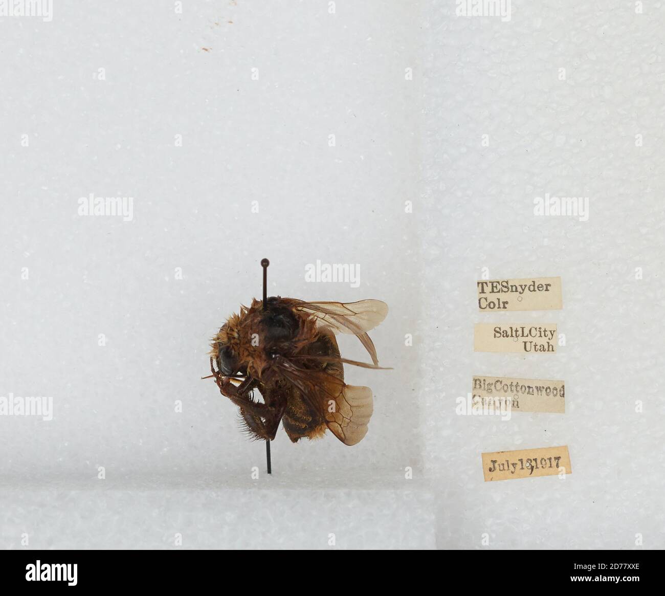 Big Cottonwood Canyon, Salt Lake City, Salt Lake, Utah, United States ...