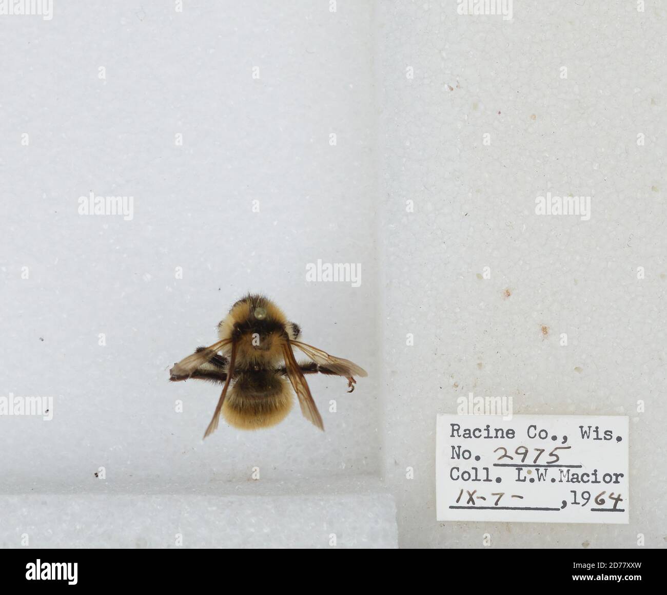 Racine, Wisconsin, United States, Bombus (Fervidobombus) fervidus ...