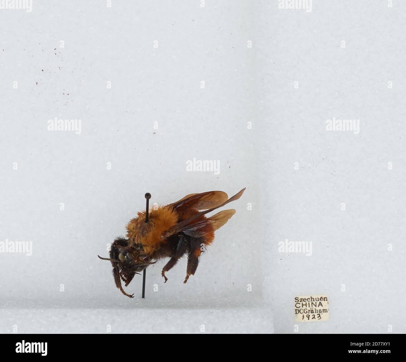 Sichuan, China, Bombus (Tricornibombus) atripes Smith, Animalia ...