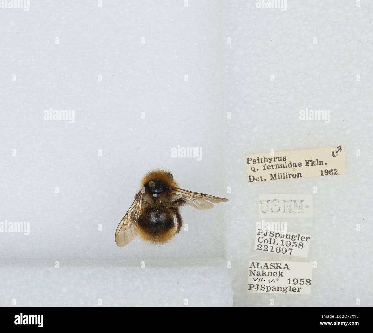 Naknek, Bristol Bay, Alaska, United States, Bombus (Psithyrus ...