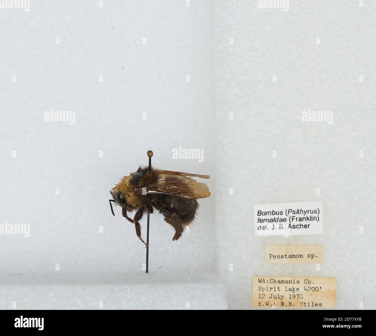 Spirit Lake, Skamania, Washington, United States, Bombus (Psithyrus ...