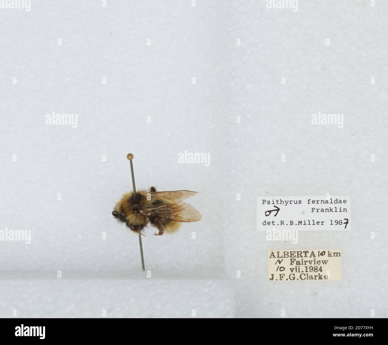 10 kilometers North of Fairview, Alberta, Canada, Bombus (Psithyrus ...