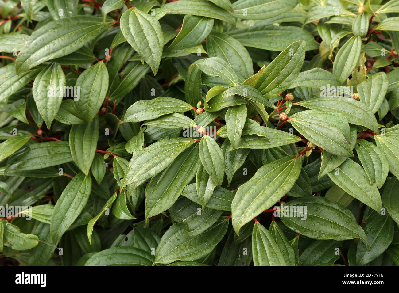Closeup shot of dewdrops on the leaves of a viburnum davidii plant ...
