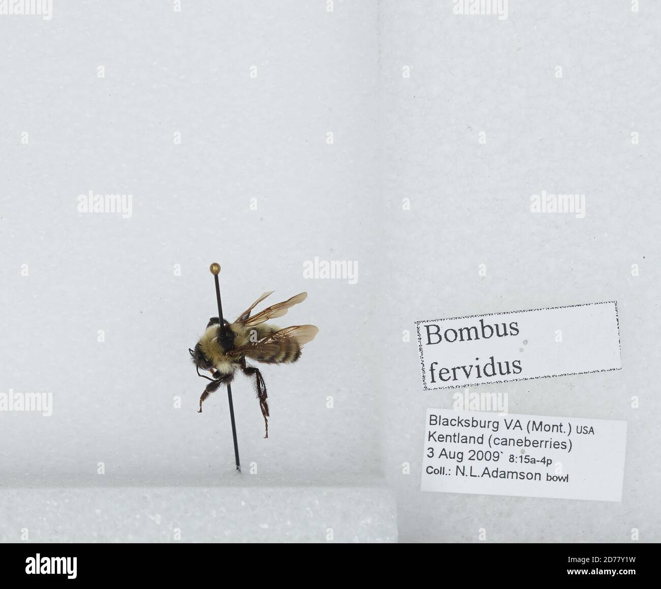 Kentland (caneberries), Blacksburg, Montgomery, Virginia, United States ...