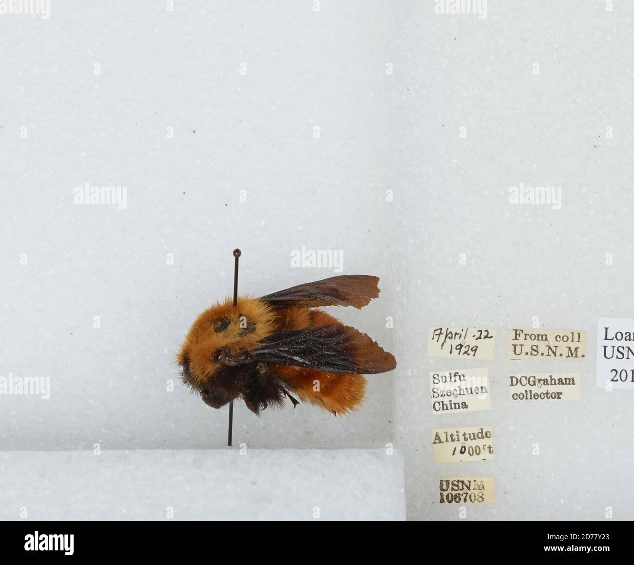 Suifu, Sichuan, China, Bombus (Tricornibombus) atripes Smith, Animalia ...