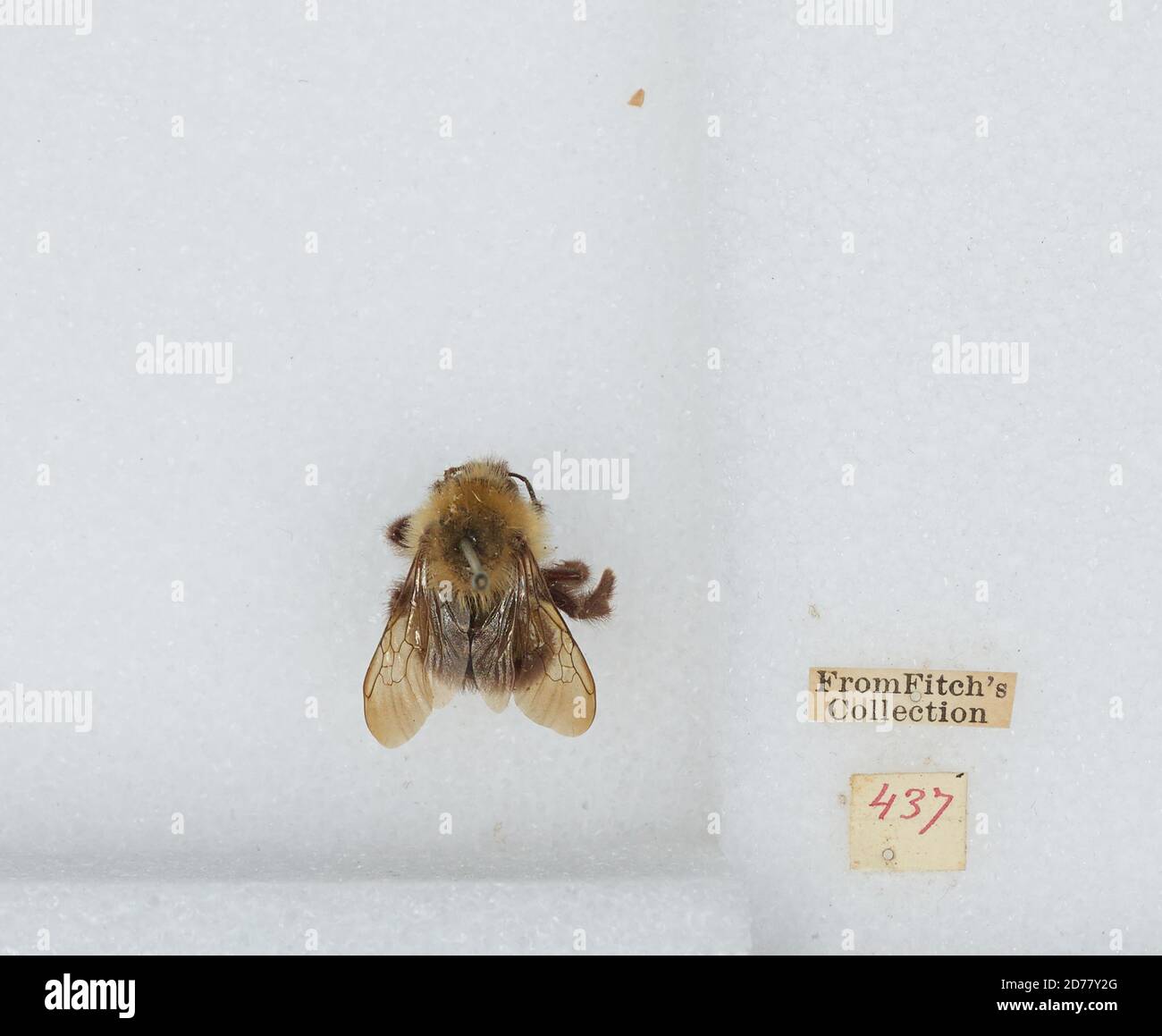 Bombus (Psithyrus) fernaldae (Franklin), Animalia, Arthropoda, Insecta ...