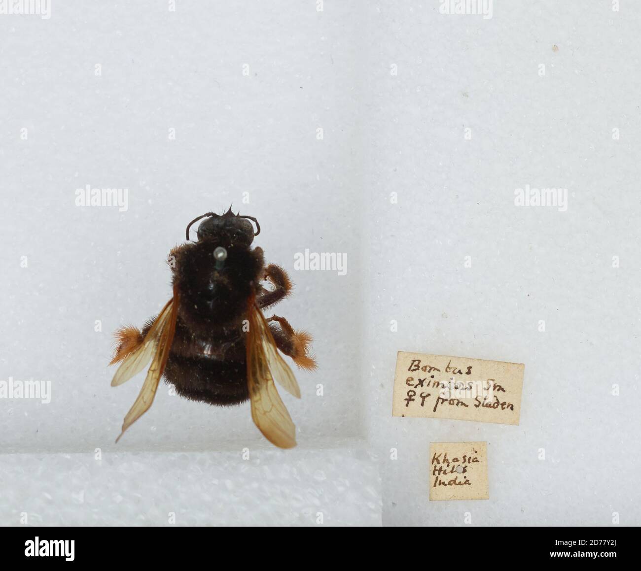 Khasi Hills, Meghalaya, India, Bombus (Rufipedibombus) eximius Smith ...