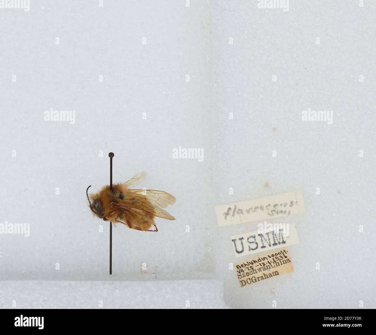 Behluhdin, Sichuan, China, Bombus (Pyrobombus) flavescens Smith, 1852 ...