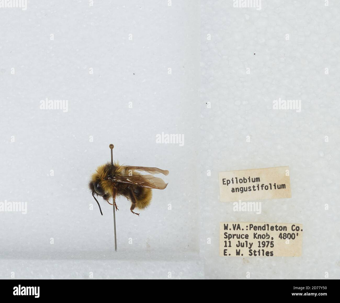 Spruce Knob, Pendleton, West Virginia, United States, Bombus (Psithyrus ...