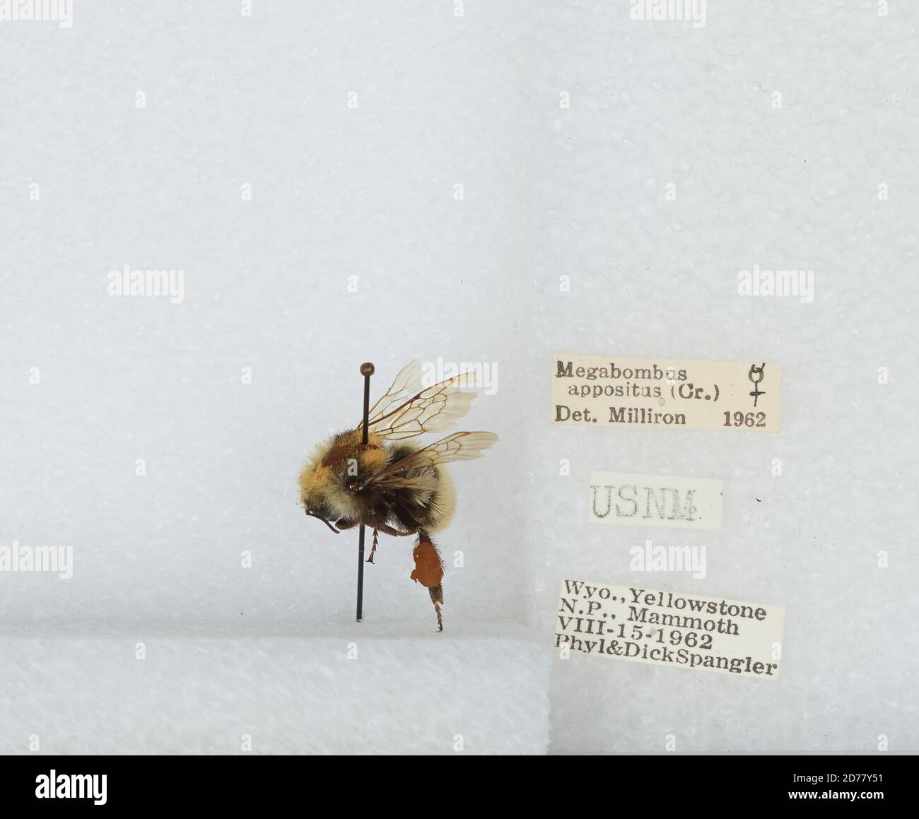 Yellowstone National Park, Mammoth, Park, Wyoming, United States ...