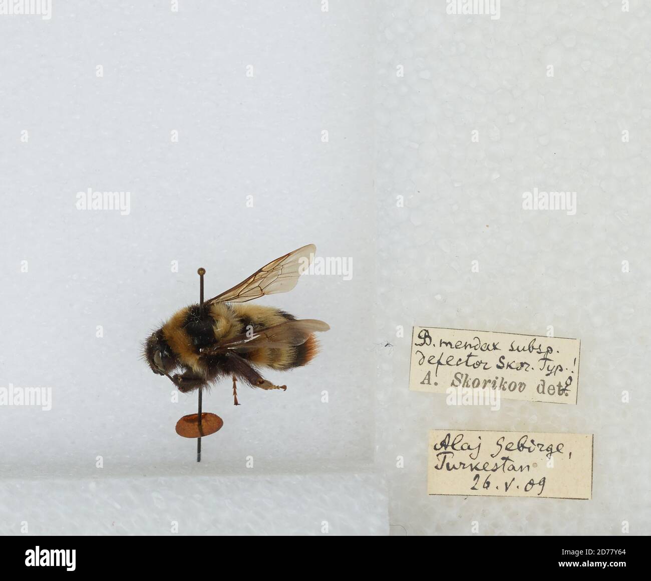 Turkestan, Bombus (Mendacibombus) defector Skorikov, Animalia ...