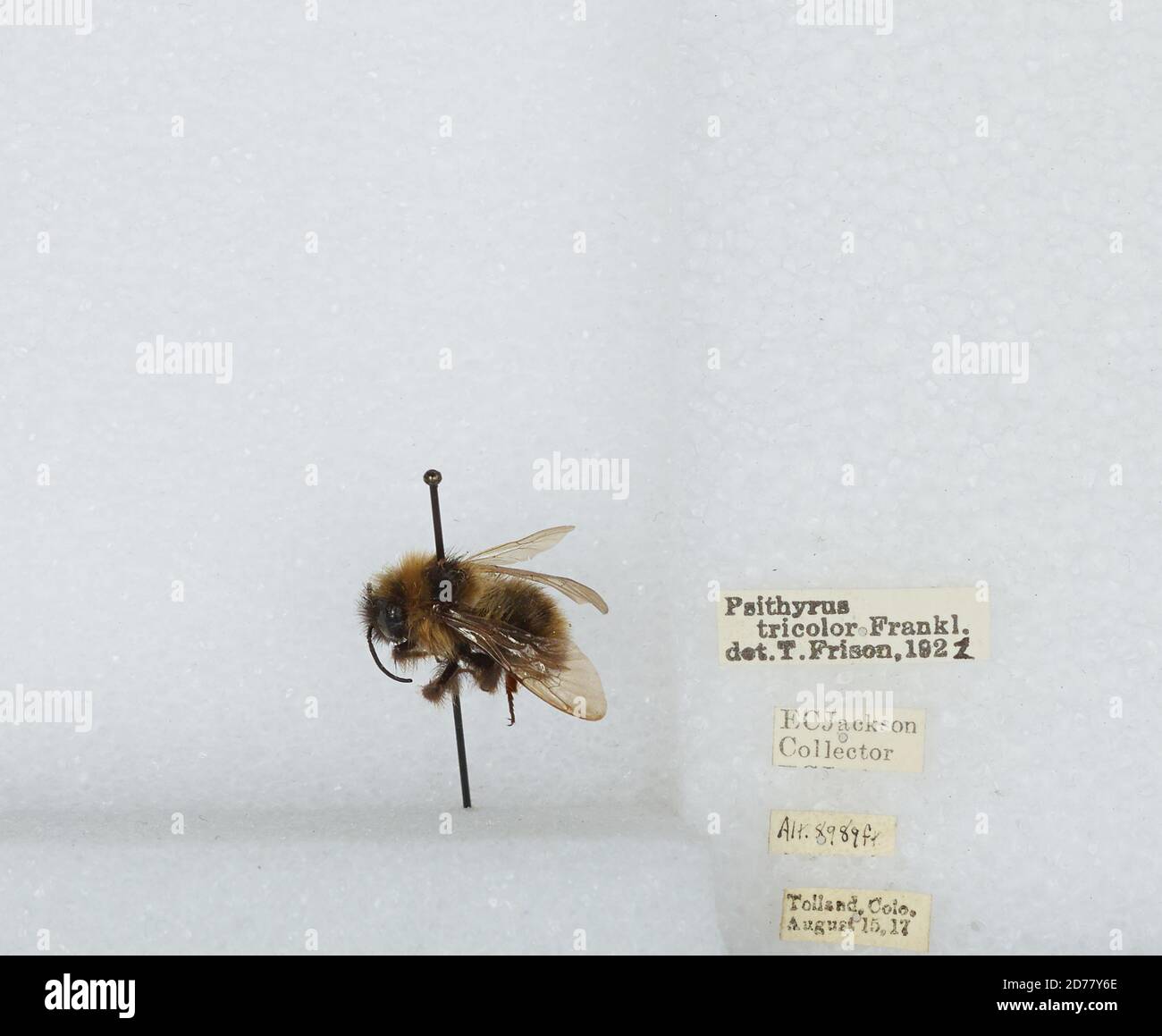 Tolland, Gilpin, Colorado, United States, Bombus (Psithyrus) fernaldae ...