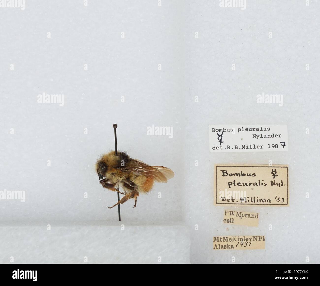 Denali National Park (formerly McKinley National Park), Denali, Alaska ...